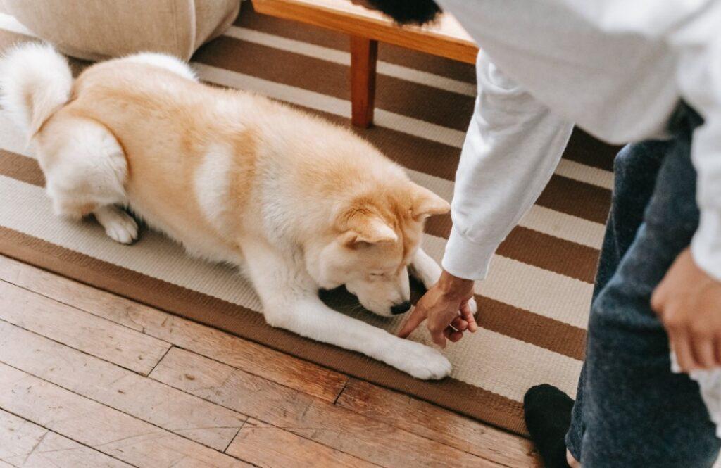 Was tun, wenn der Hund krank ist? - Purinarmes Hundefutter verabreichen ...